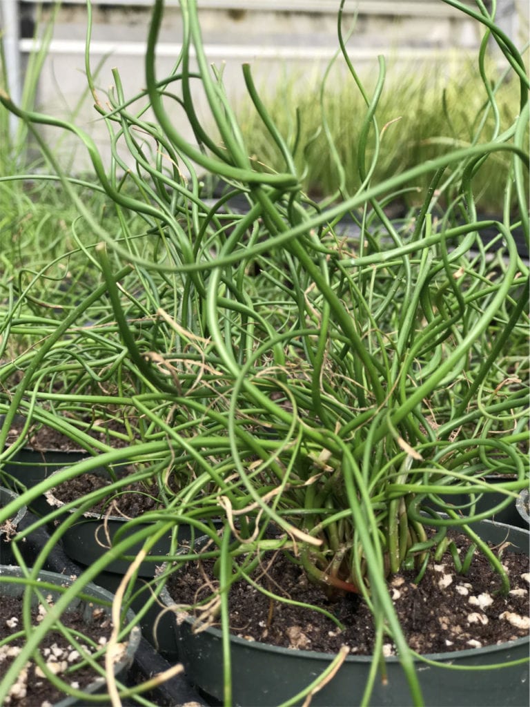 Corkscrew Rush - Splash Plants