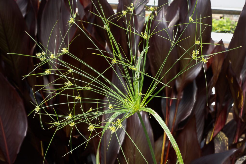 Giant Papyrus - Splash Plants