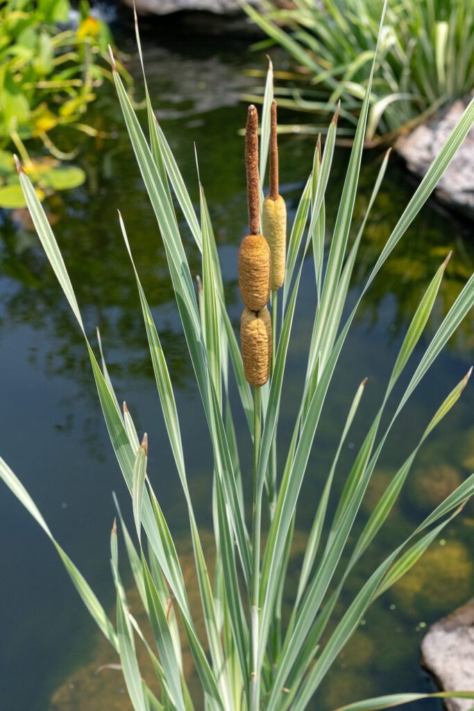 Variegated Cattail - Splash Plants