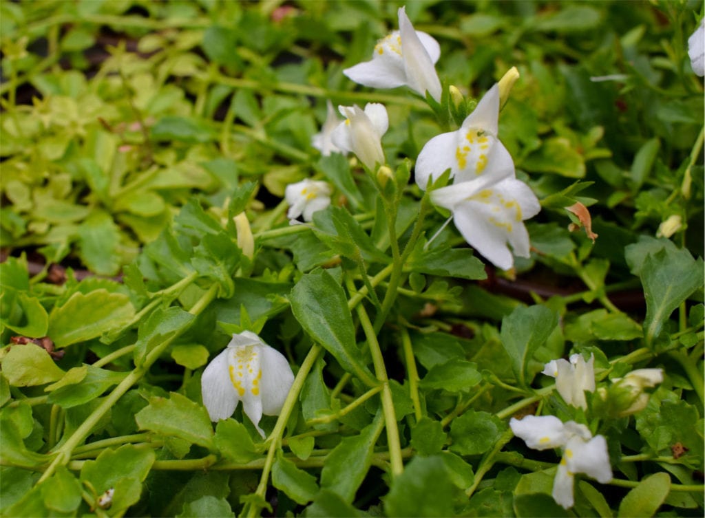 White Creeping Mazus - Splash Plants