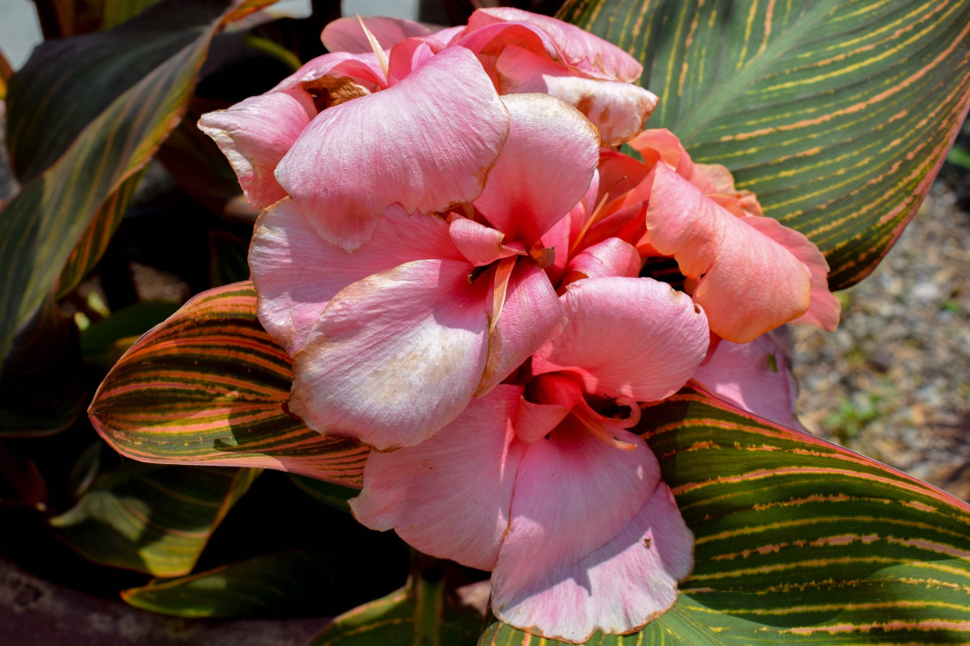 Pink Sunburst Canna - Splash Plants