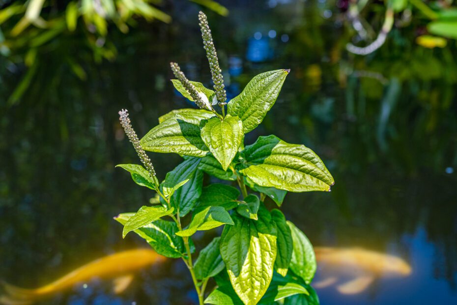 Chinese Lizard's Tail - Splash Plants