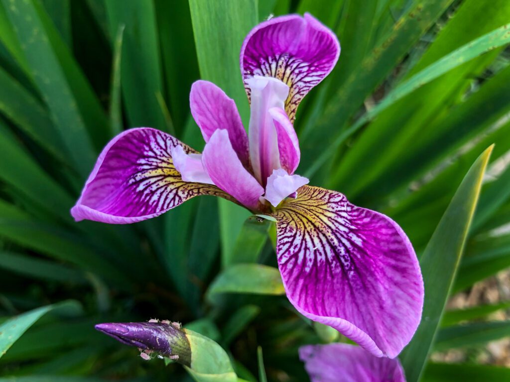 Rose Iris - Splash Plants