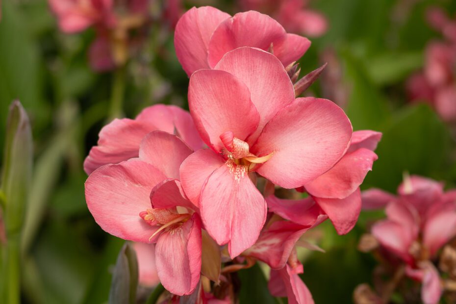 Dwarf Pink Canna - Splash Plants